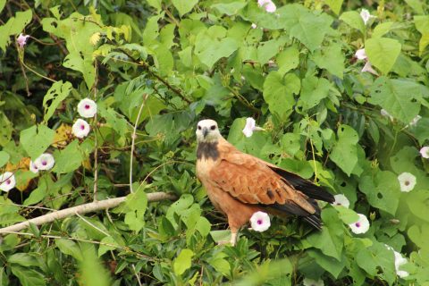 Tours en la Selva Amazónica de Perú!
